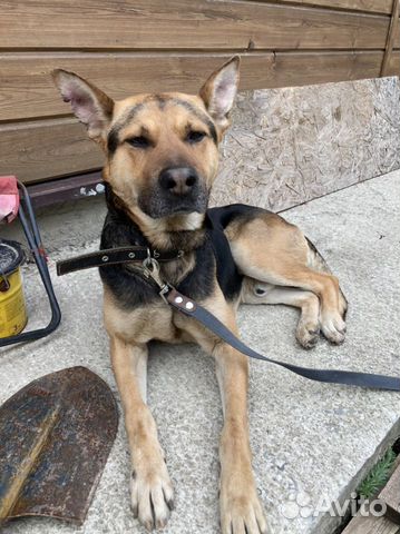 Пес сторожевой