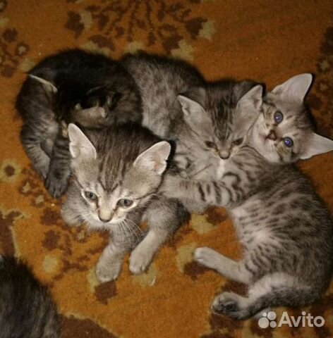 Котики