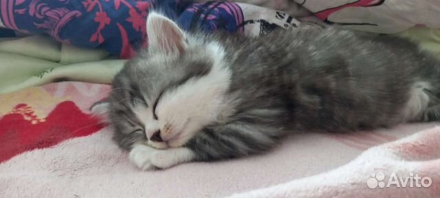 Котенок