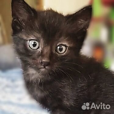 Чисто-черный котёнок