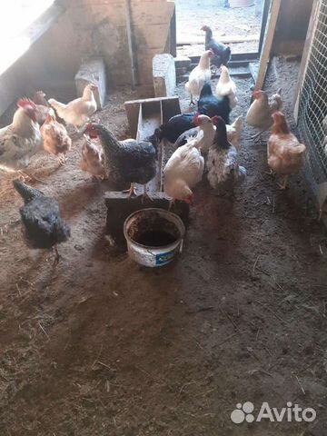Куры молодки несушки доминант