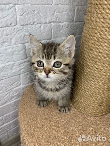 Кошечка британская