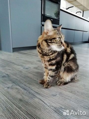 Кошка