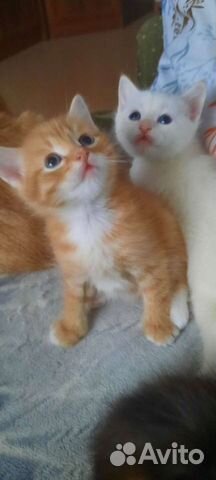 Котята