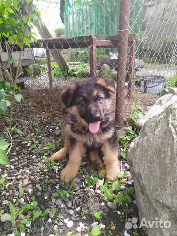 Щенок немецкой овчарки