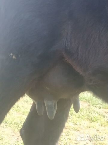 Коровы дойные молочные первый отел