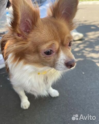 Найдена собака Чихуа Северное Бутово