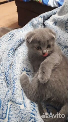 Шотландские котята
