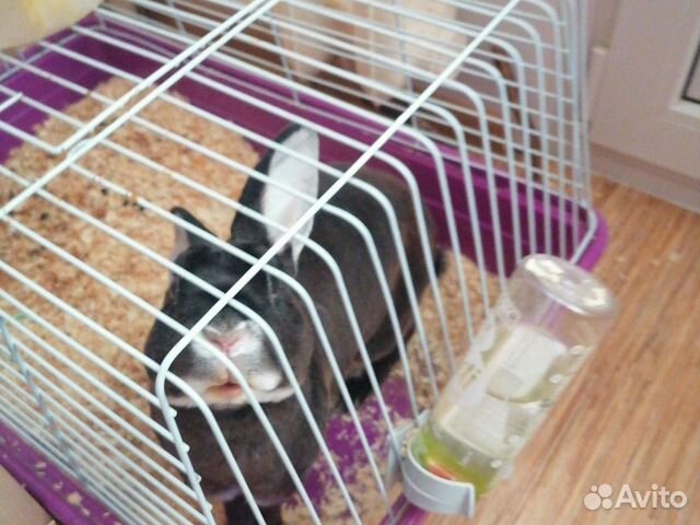 Отдаю кролика в добрые руки