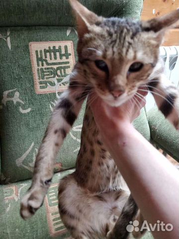 Яркий мальчик саванна ф5. Окрас сервал