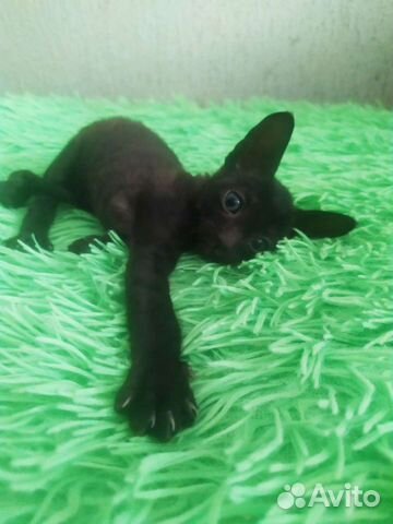 Алиментный котенок девочка