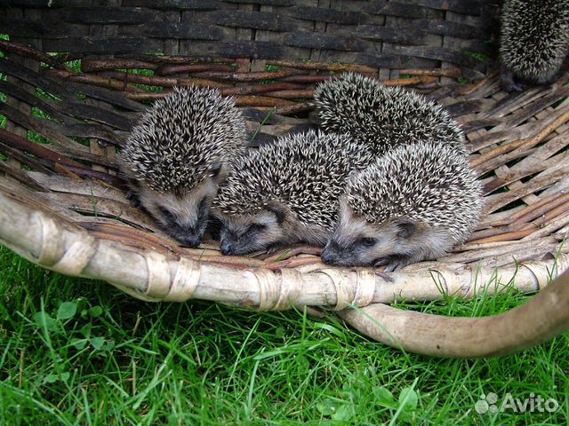 Ёжики на участок