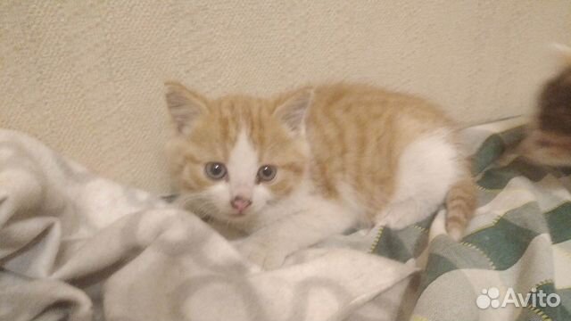 Котята из (3-4 недели)