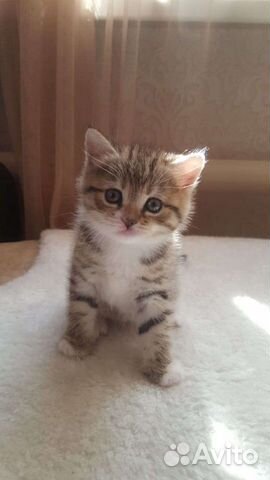 Смешанный шотландский котенок