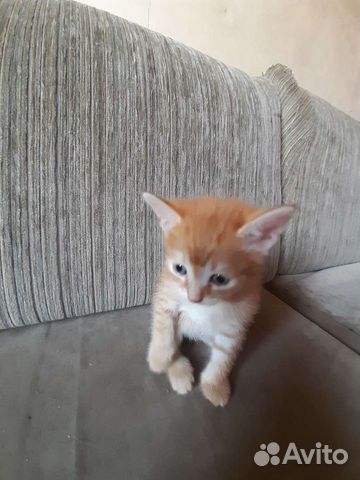 Кошки в добрые руки бесплатно