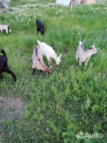 Продаются козы с козлятами 4козы и 5 козлят