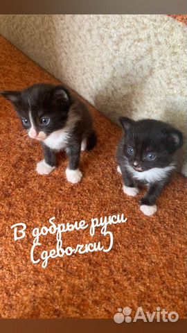 Котята в добрые руки кашин, москва, тверь, шатура
