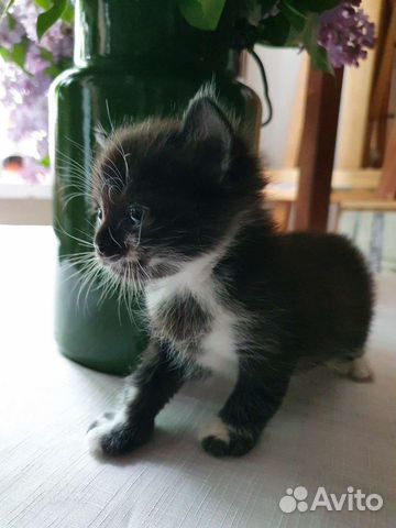 Котенок