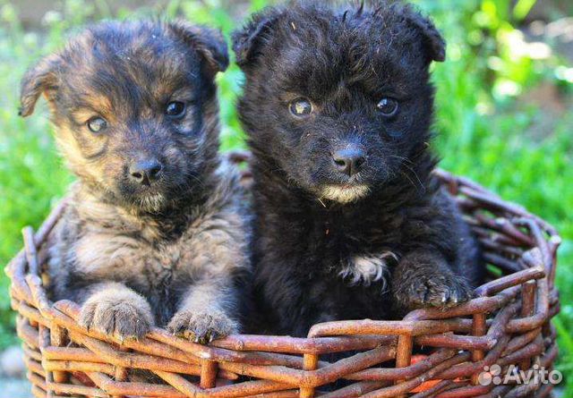 Щенок в добрые руки бесплатно