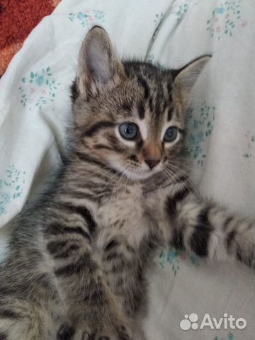 Кошка