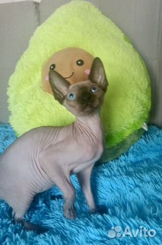 Голубоглазик