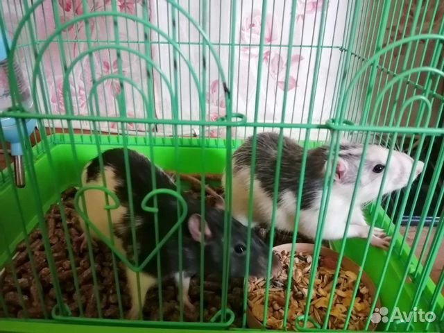 Декоративная крыса