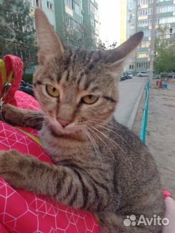 Котофей ищет дом и заботливых родителей