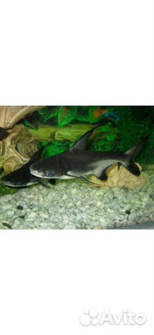 Пангасиус (акулий сом)