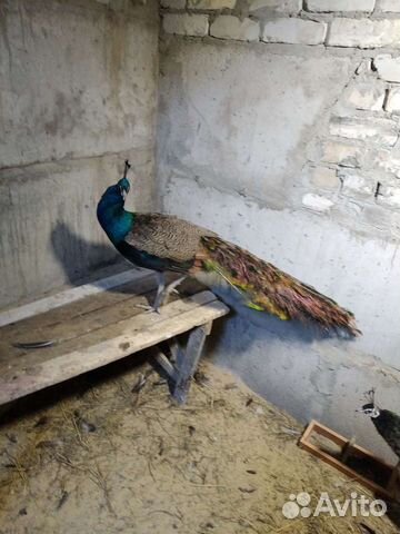 Павлины продажа