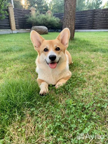 Вельш-корги пемброк вязка