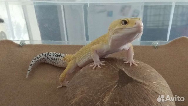 Геккон эублефар