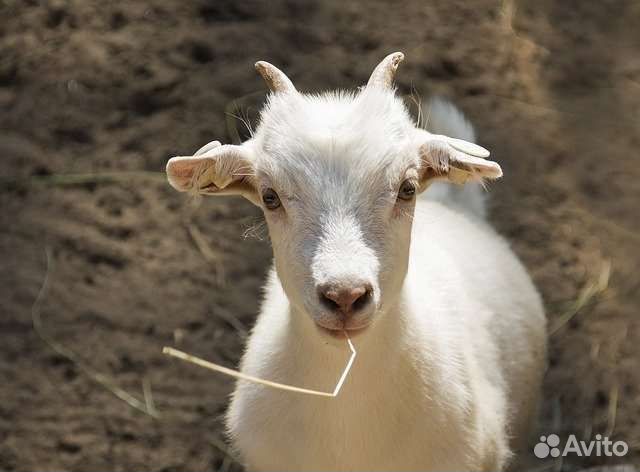 Заанненские козочки и козлята подростки