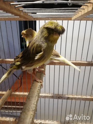 Кенара и канарейки