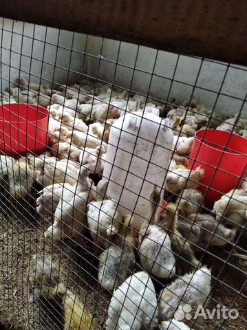 Утята,индюшата,гусята,цыплята,куры