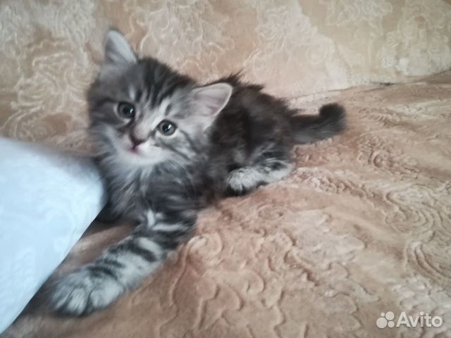 Котик