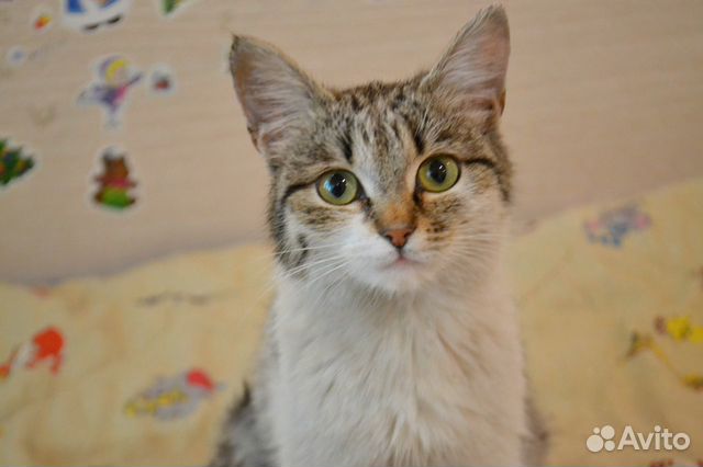 Котенок Умка в добрые руки