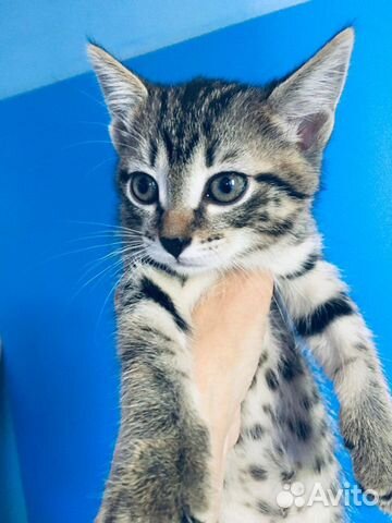 Котенок девочка бесплатно