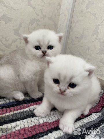 Котята серебристая шиншилла
