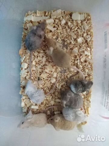 Декоративные мышки