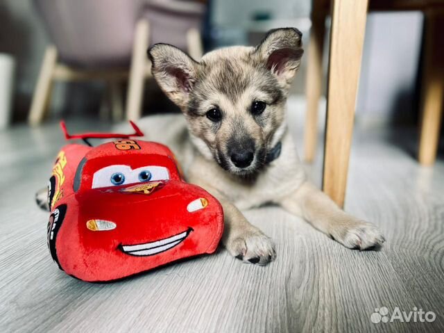 Ищут дом крутые уши Теслы