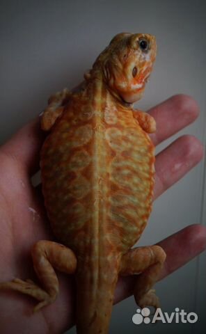 Бородатая агама