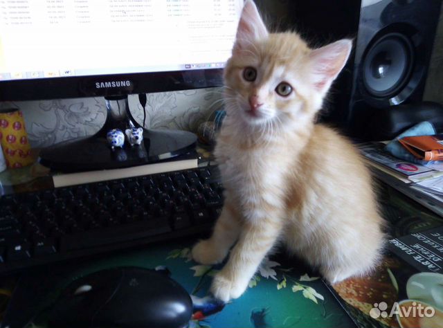 Пушистые полусибирские красавицы