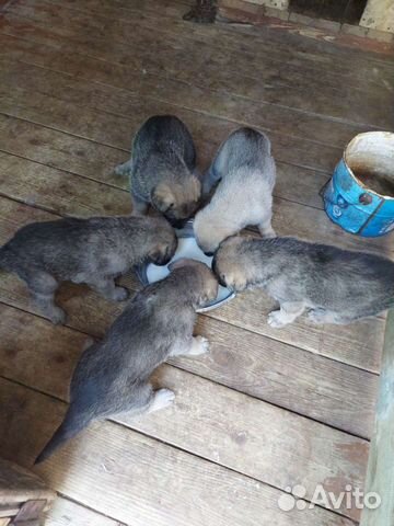 Щенки