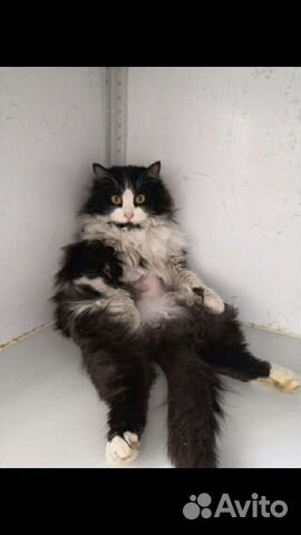 Кот