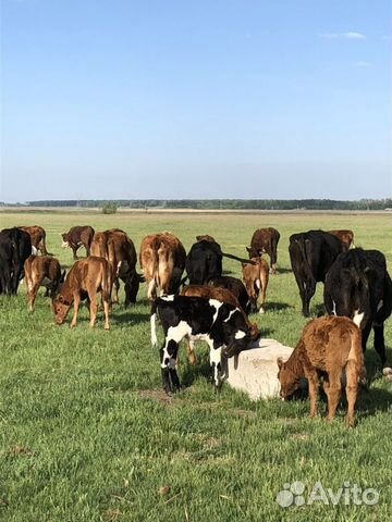 Бычки подсосные возможно с телками