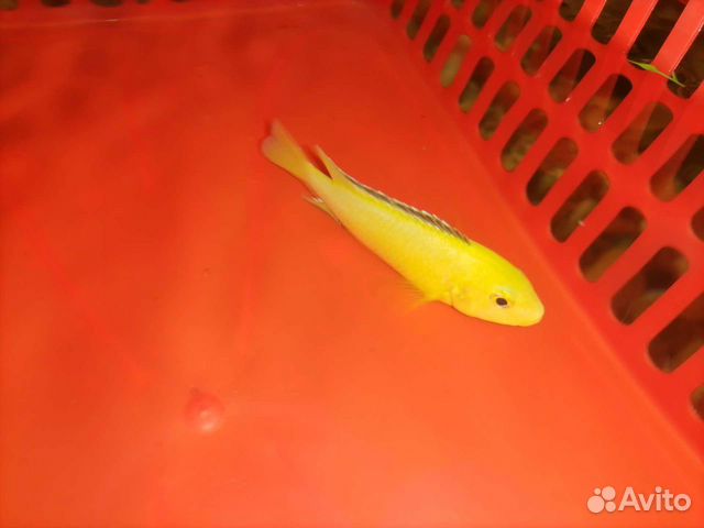 Цихлида еллоу