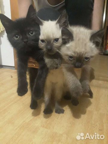 Котята породистые