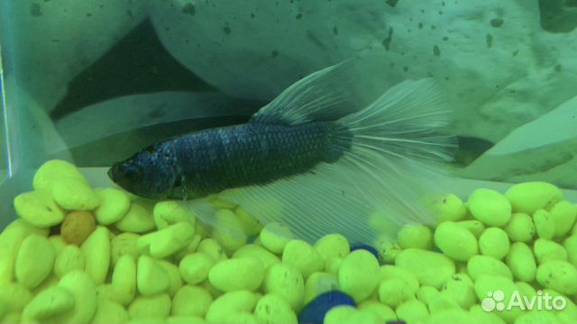 Рыбки петушки