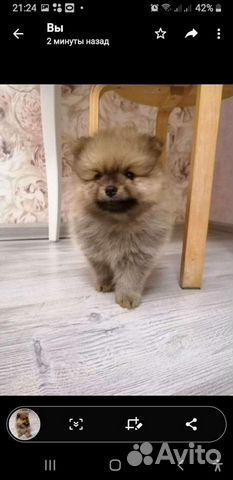 Померанский шпиц медвежьего типа