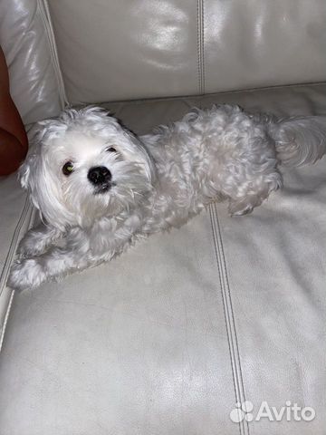 Мальчик мальтезе ищет невесту